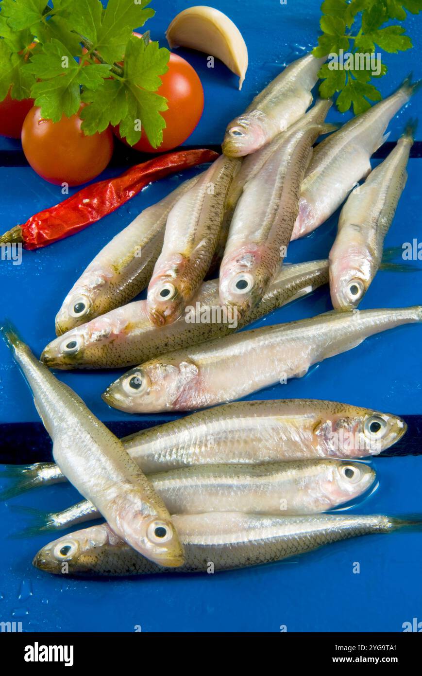 Sand smelt fish (Atherina boyeri Stock Photo - Alamy