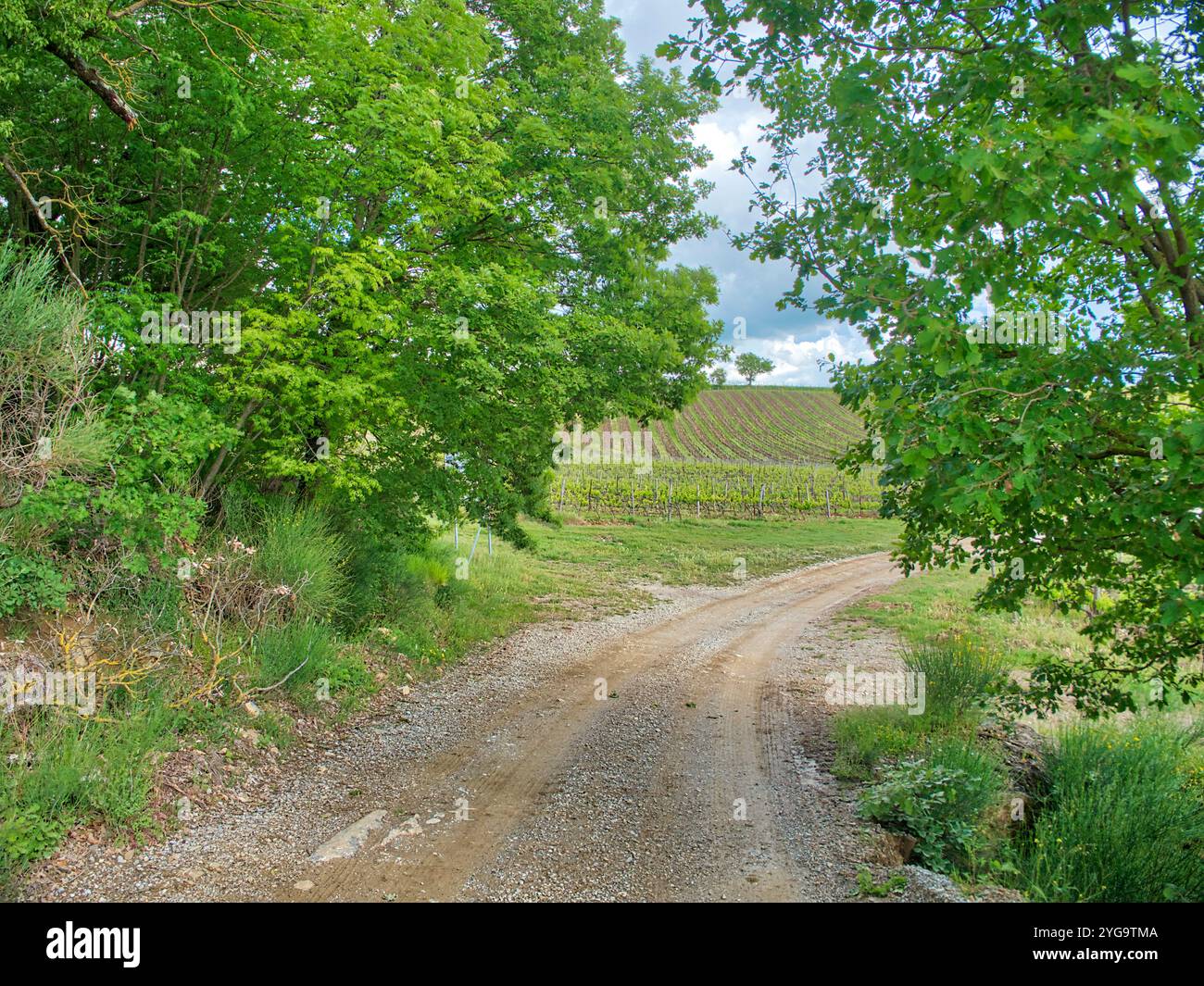 Italy, Tuscany. Chianti Region, winding road through Spring vineyards ...