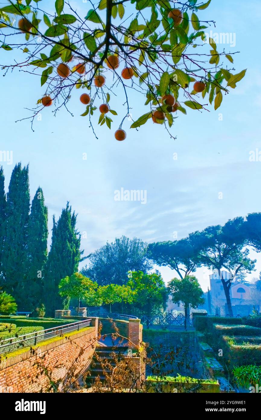 Tree orange rome italy hi-res stock photography and images - Alamy