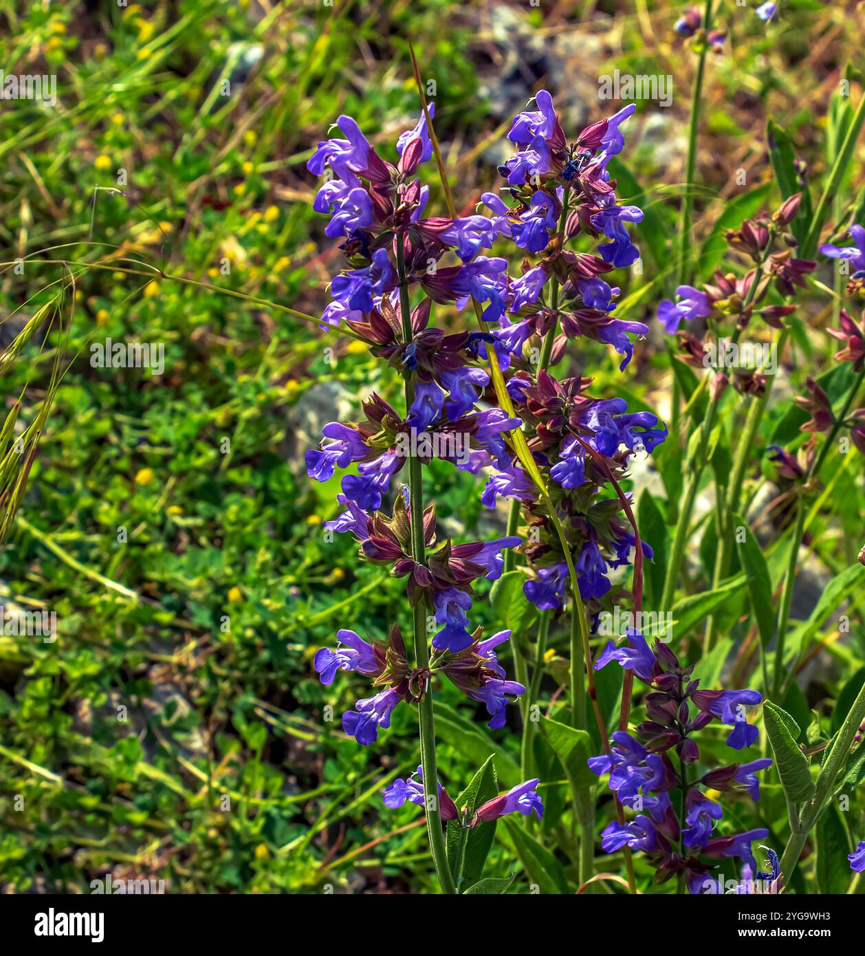 Sage in Latin Salvia officinalis L is one of the oldest medicinal ...