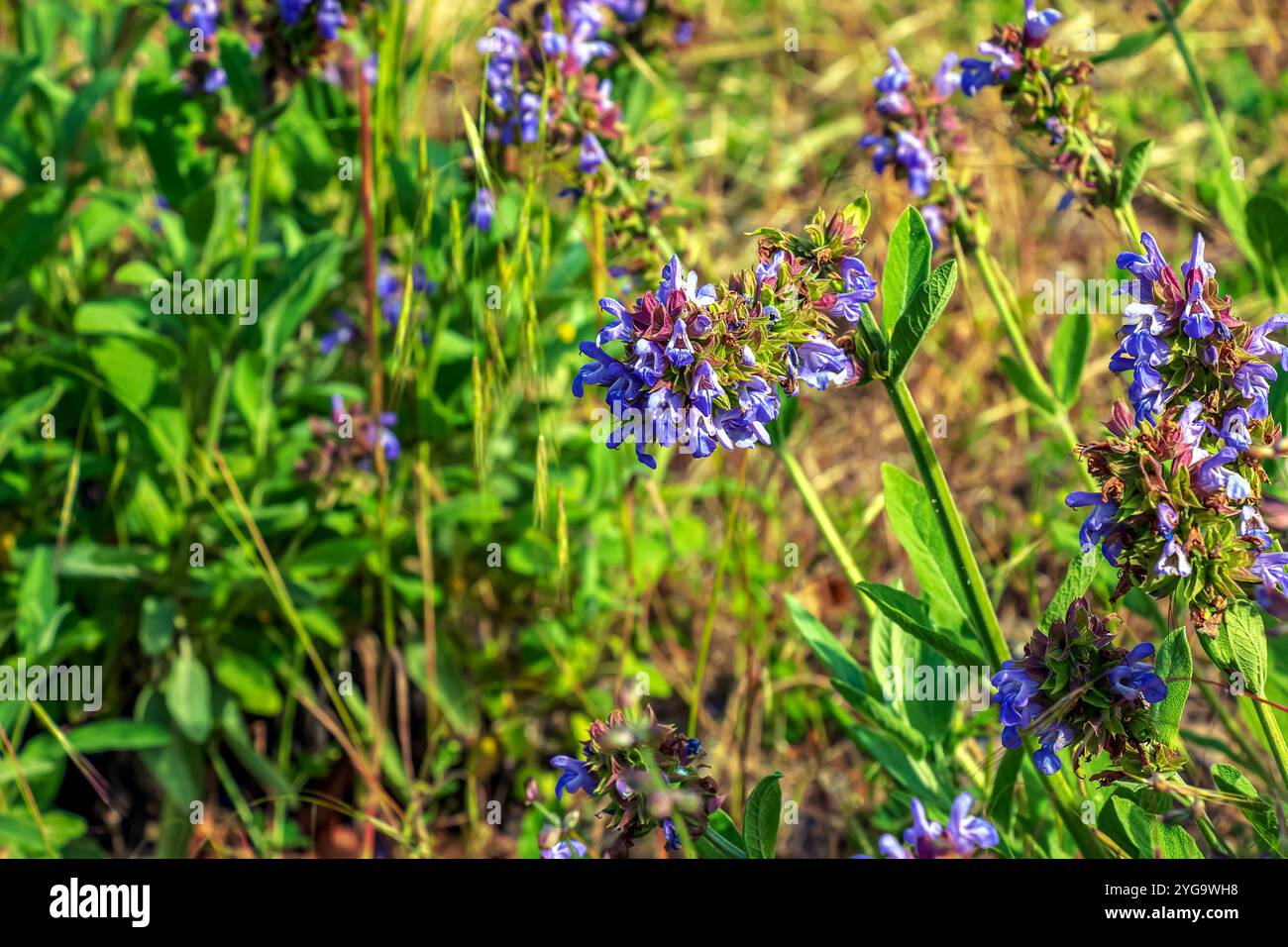 Sage in Latin Salvia officinalis L is one of the oldest medicinal ...