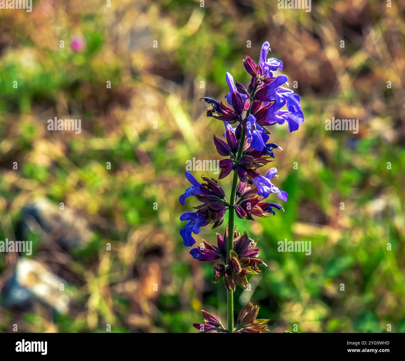 Sage in Latin Salvia officinalis L is one of the oldest medicinal ...