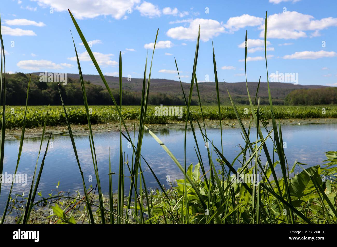 view of Bashakill Wildlife Management Area in upstate new york on new ...