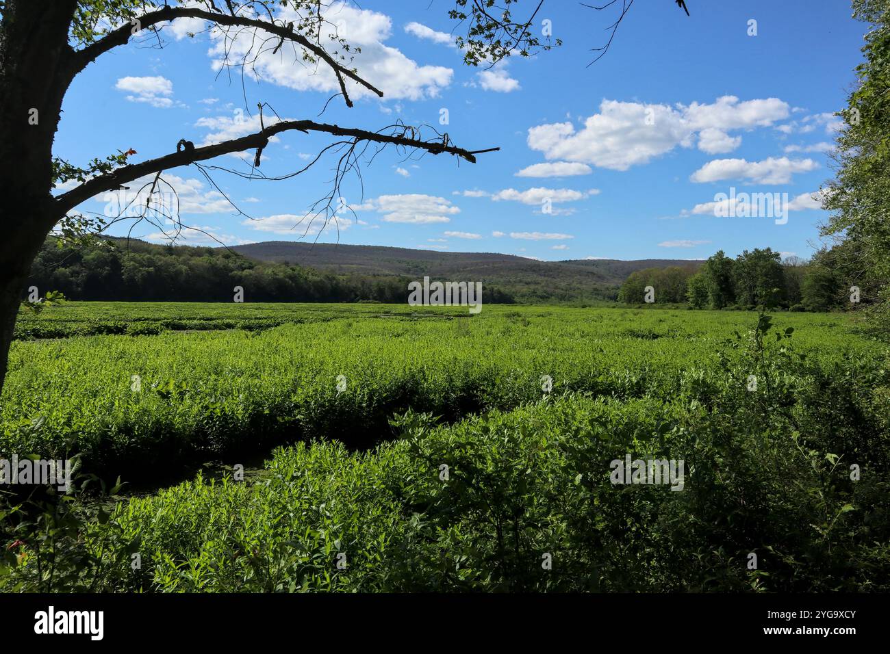 view of Bashakill Wildlife Management Area in upstate new york on new ...