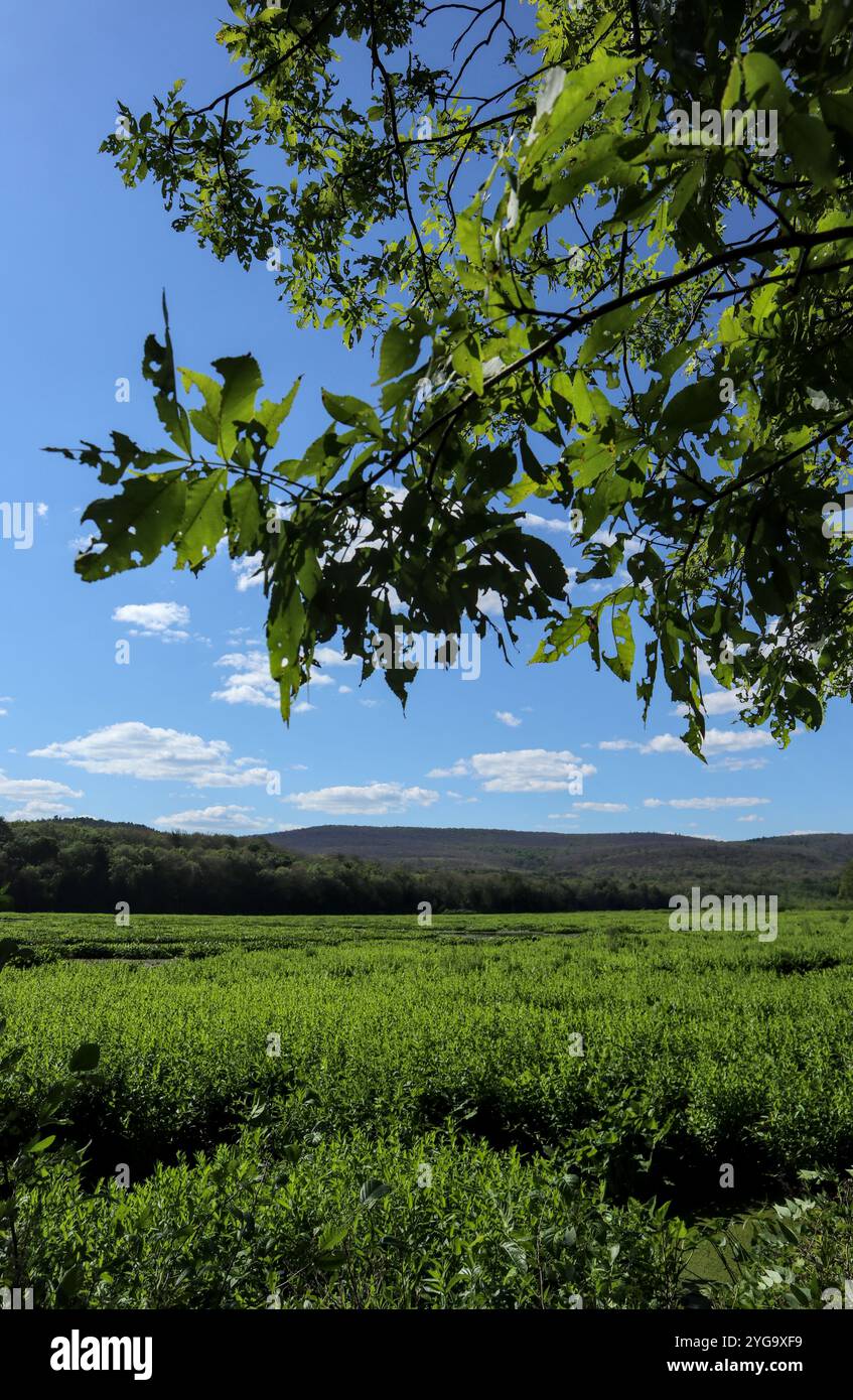 view of Bashakill Wildlife Management Area in upstate new york on new ...