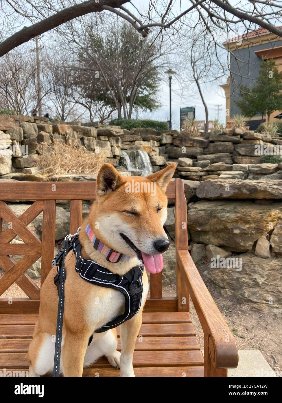 Shiba Inu Dog Dakota Stock Photo - Alamy
