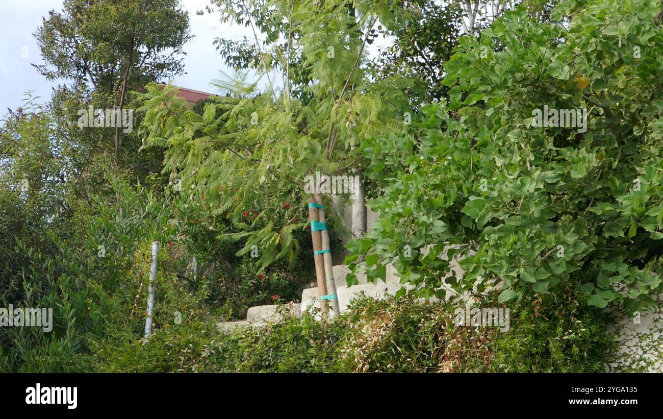 Los Angeles, California, USA 5th November 2024 Producer Steve Karpf ...