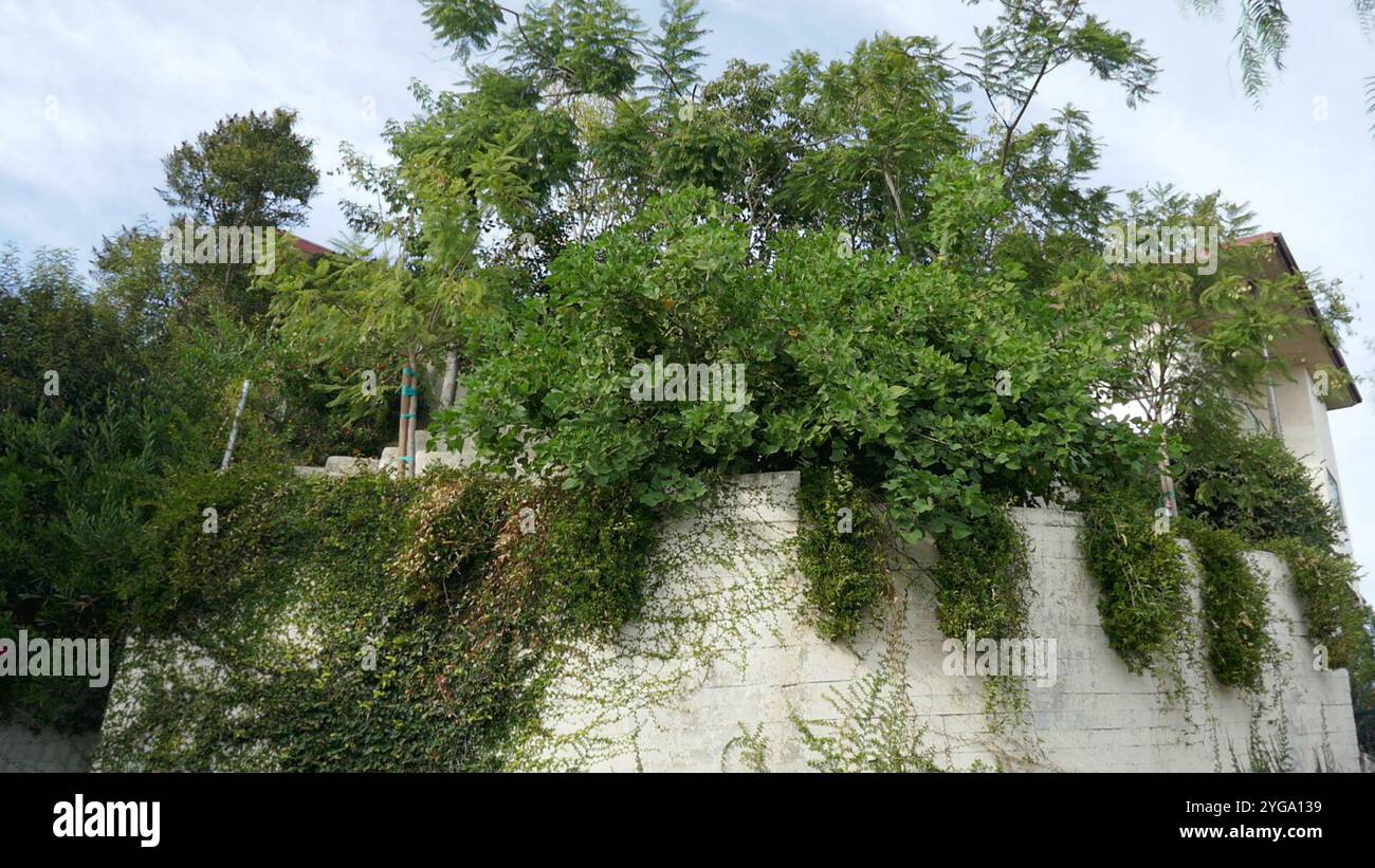 Los Angeles, California, USA 5th November 2024 Producer Steve Karpf ...