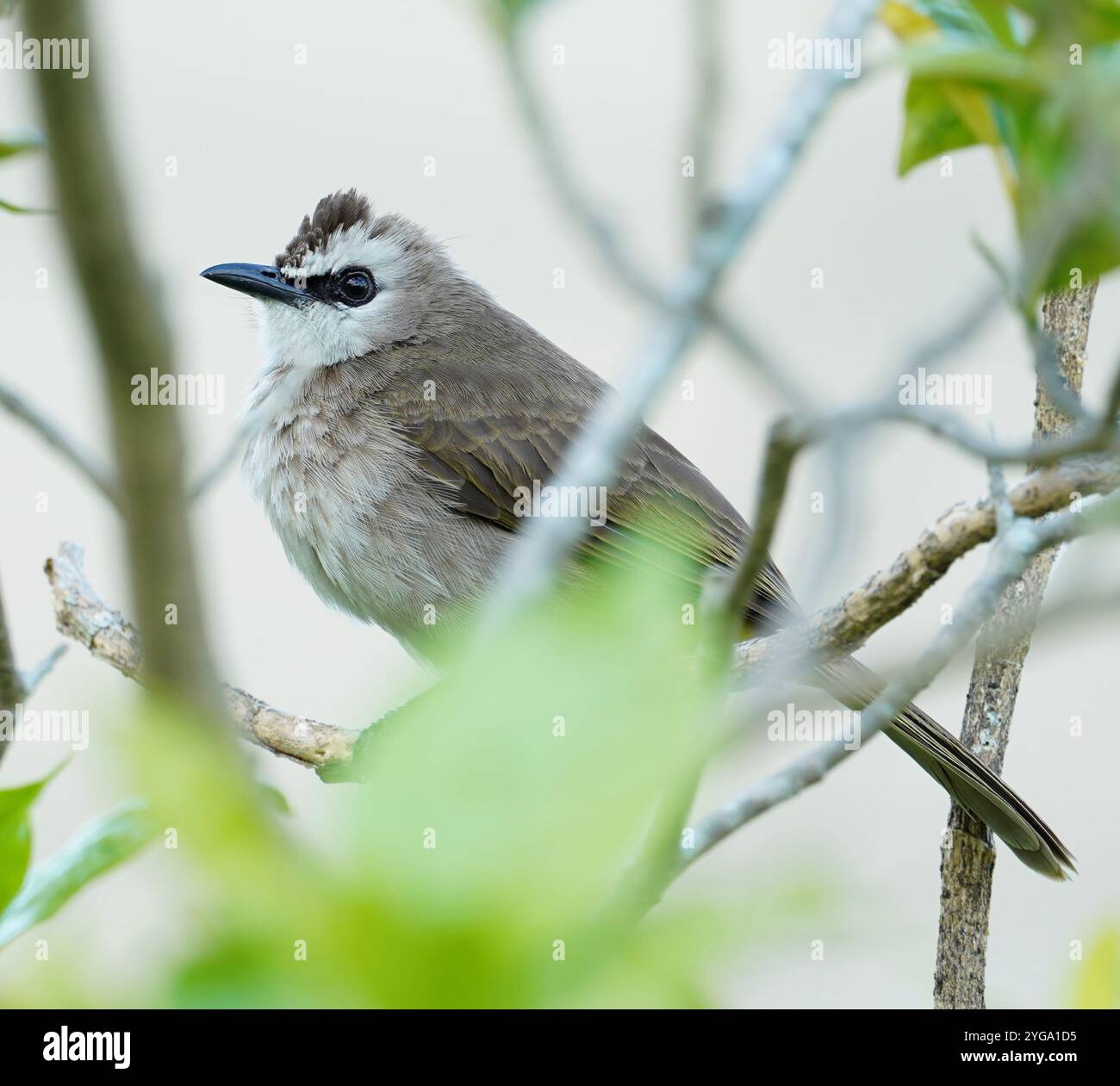 Yellow vented bulbul on the rooftop of Esplanade - Theatre by the Bay ...
