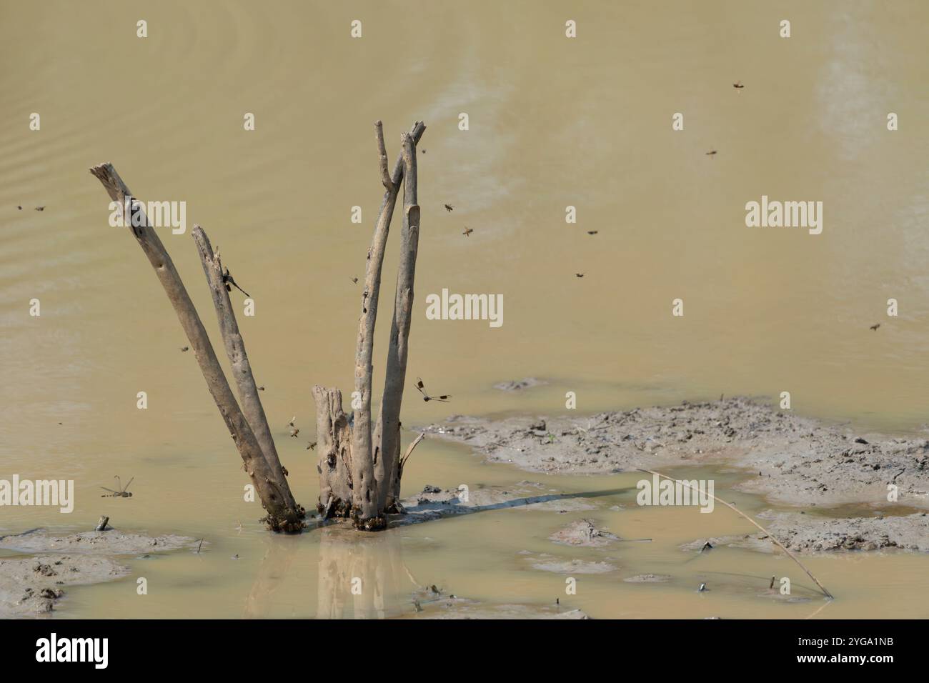 Bees around waterline and bugs flying around old sticks in pond Stock ...