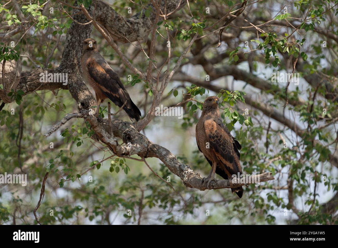 Savannah hawk in flight overhead Pantanal Brazil Stock Photo - Alamy