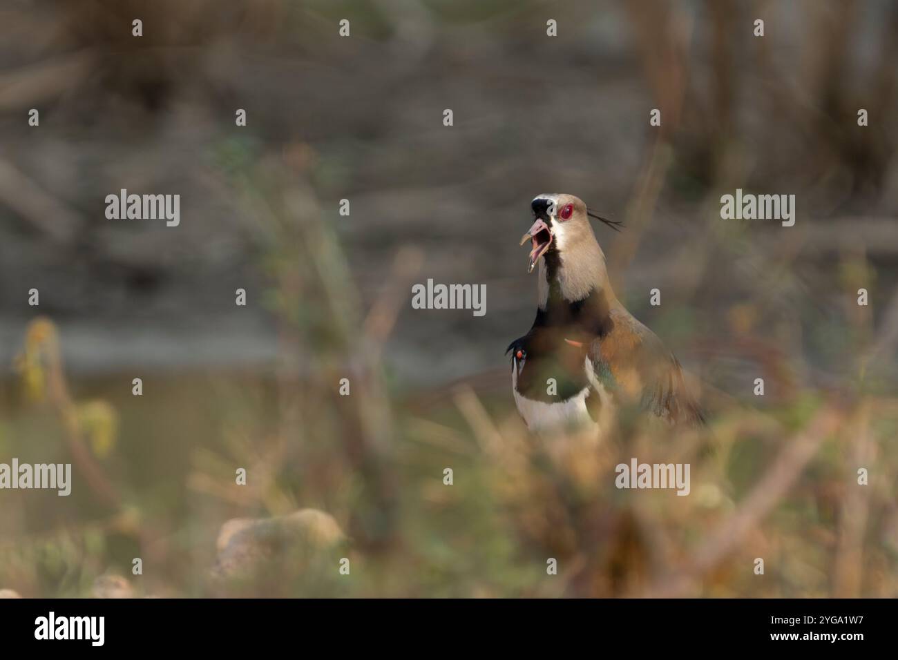 Pied lapwing on ground in the Pantanal Brazil Stock Photo - Alamy