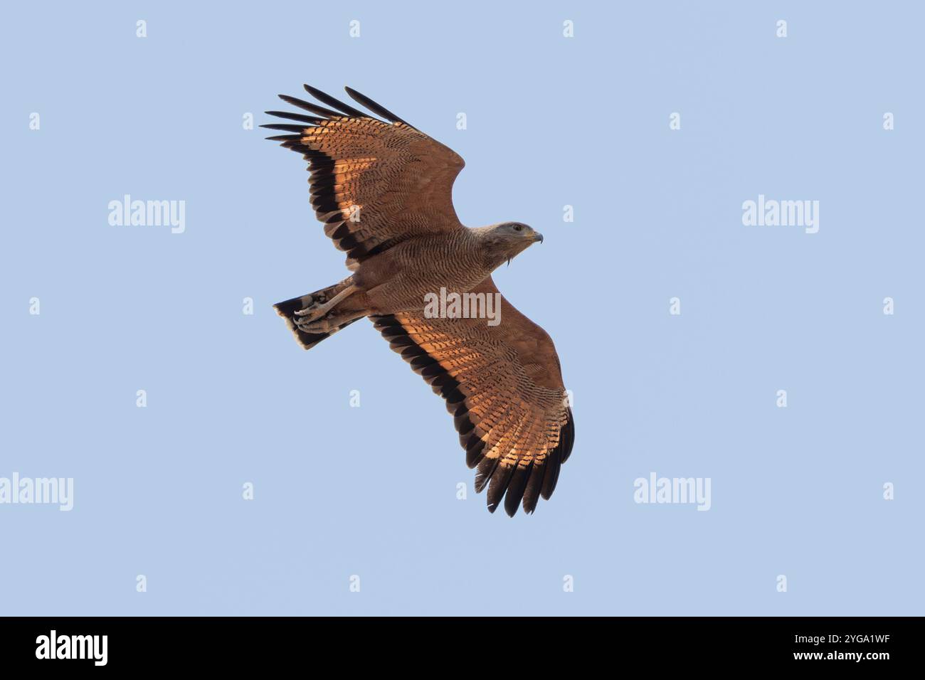 Savannah hawk in flight overhead Pantanal Brazil Stock Photo - Alamy