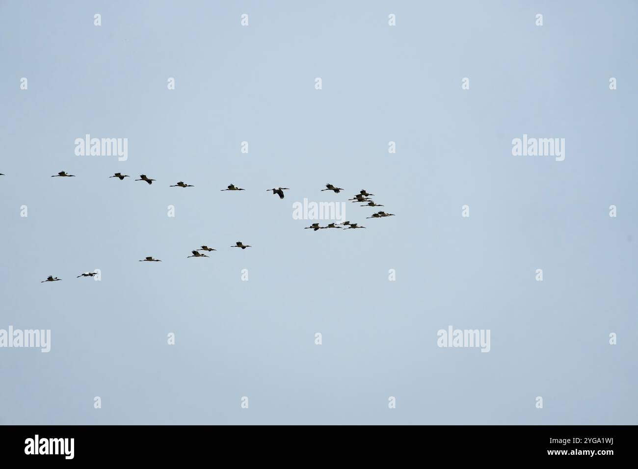 Flock wood storks in hi-res stock photography and images - Alamy
