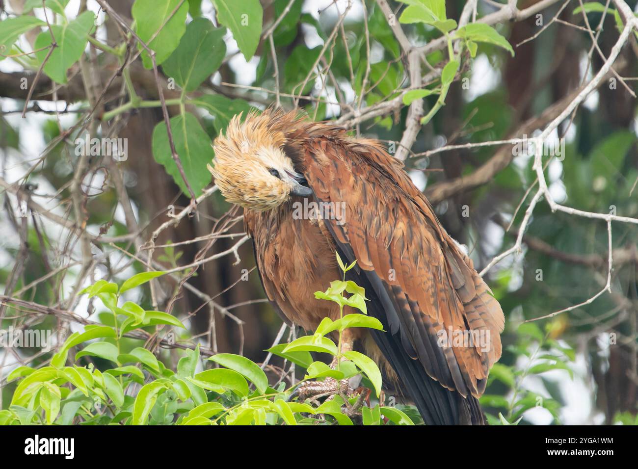 Black-collared hawk itching itself with its beak in a tree in the ...