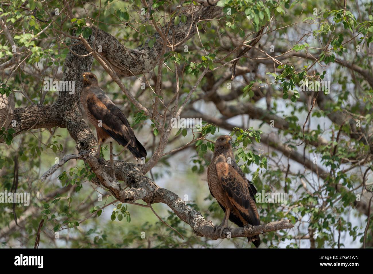 Savannah hawk in flight overhead Pantanal Brazil Stock Photo - Alamy