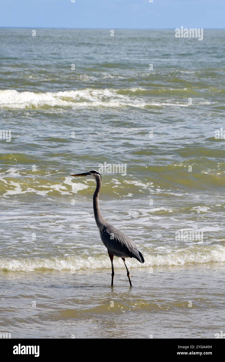 Great Blue Heron on Boca Chica Beach in Texas Stock Photo - Alamy