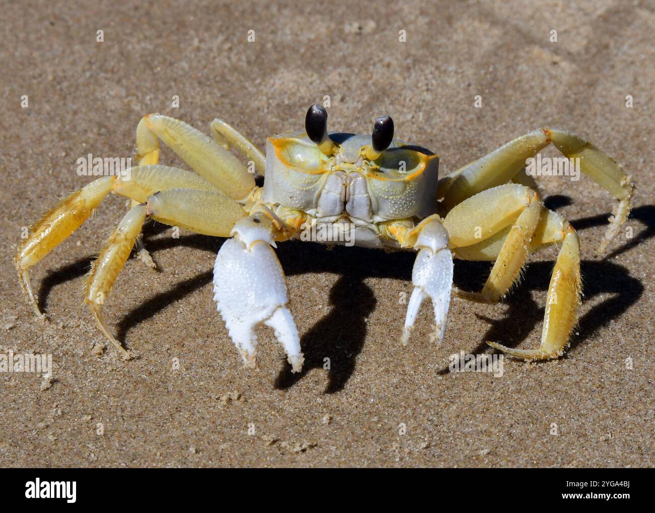 Atlantic Ghost Crab on South Padre Island Beach in Texas Stock Photo ...