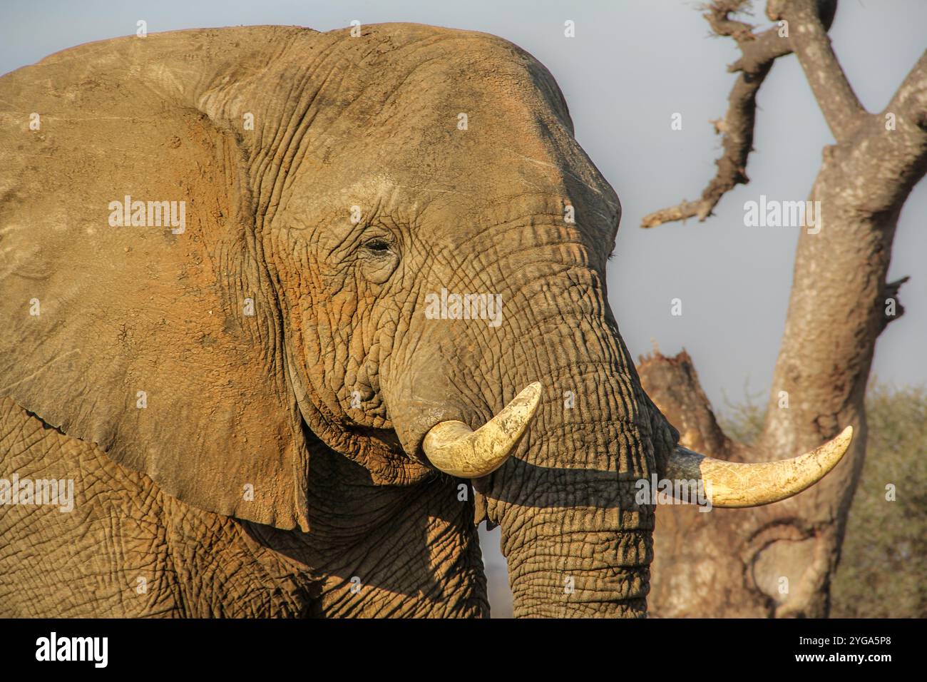 Wildlife conservation in africa hi-res stock photography and images - Alamy