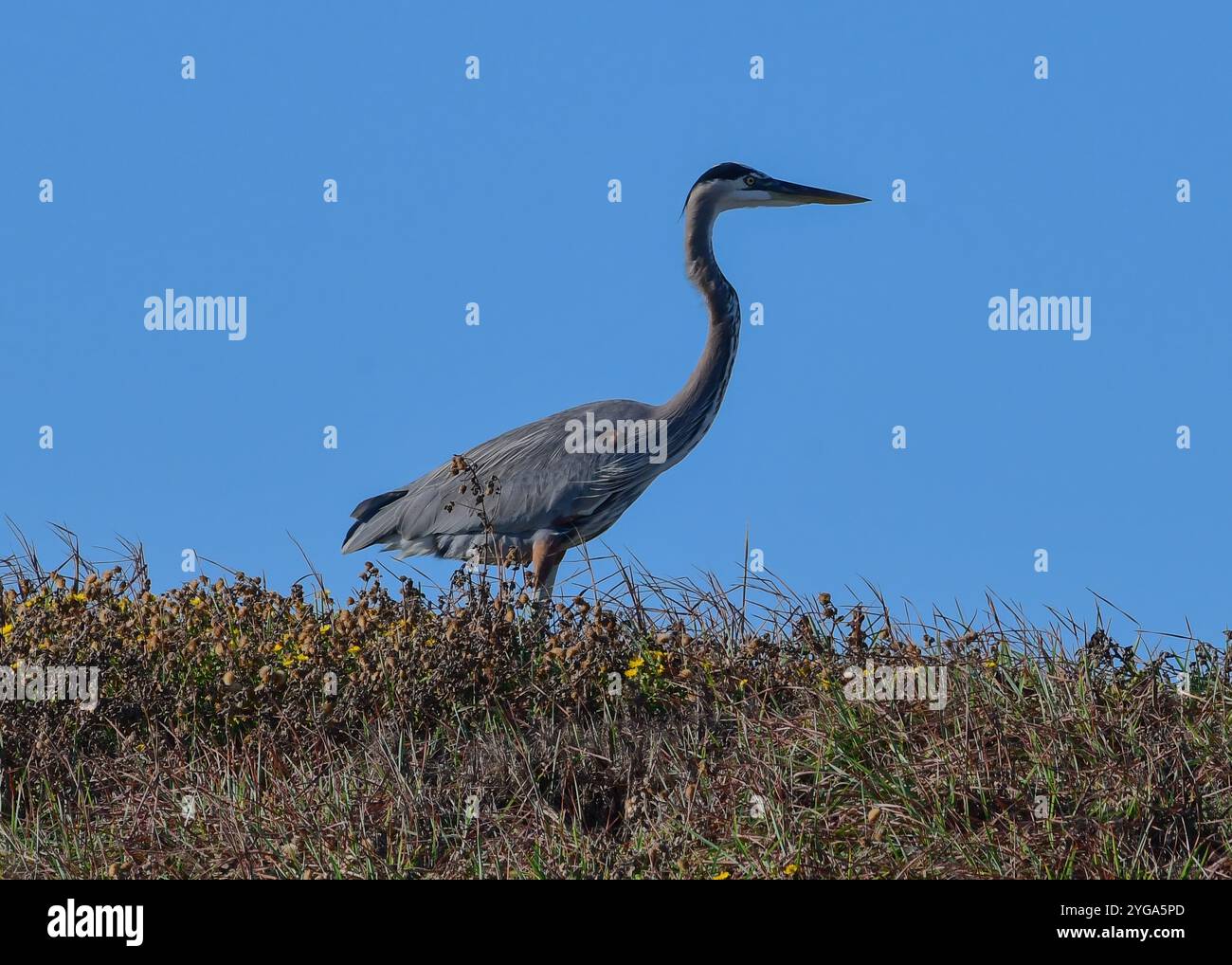 Great Blue Heron on Boca Chica Beach in Texas Stock Photo - Alamy