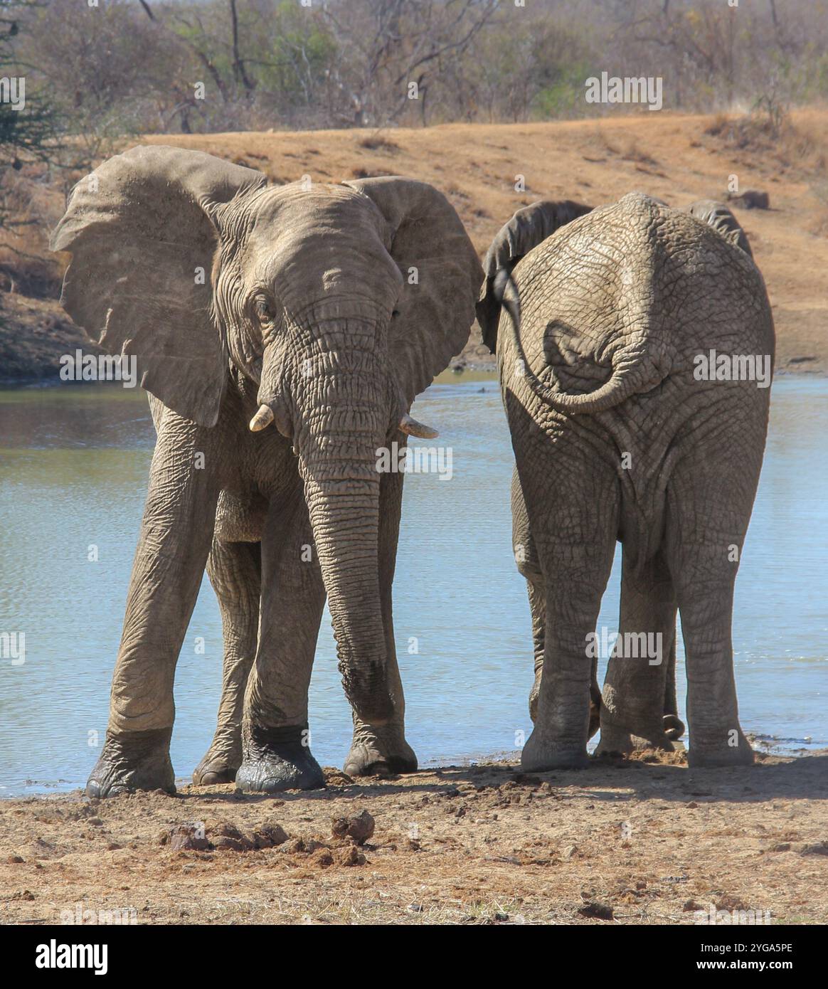 Playful elephants in South Africa Stock Photo - Alamy