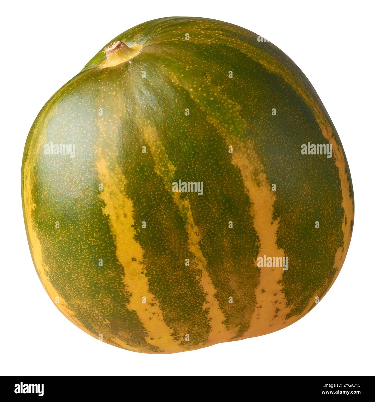 cooking melon or kakiri isolated white background, american cucumber or ...