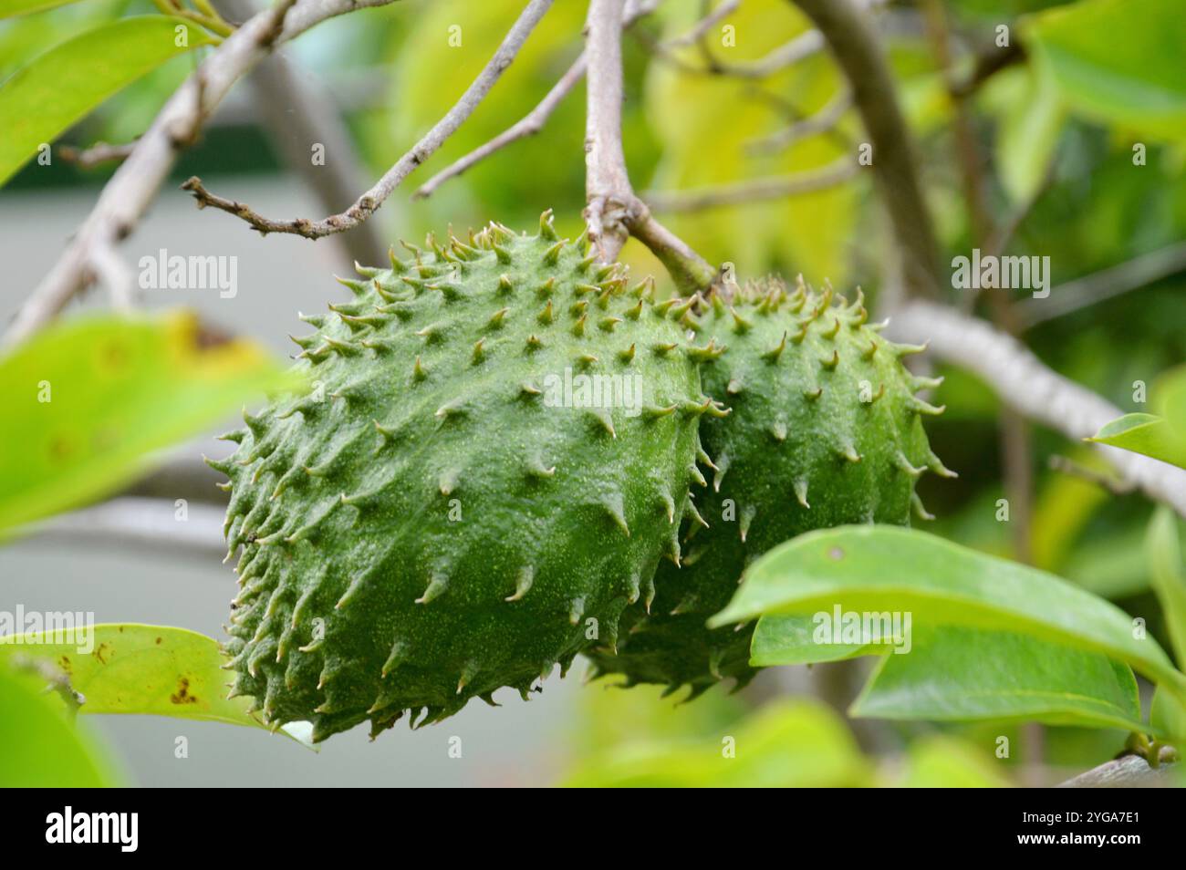 Soursop annona muricata l hi-res stock photography and images - Alamy