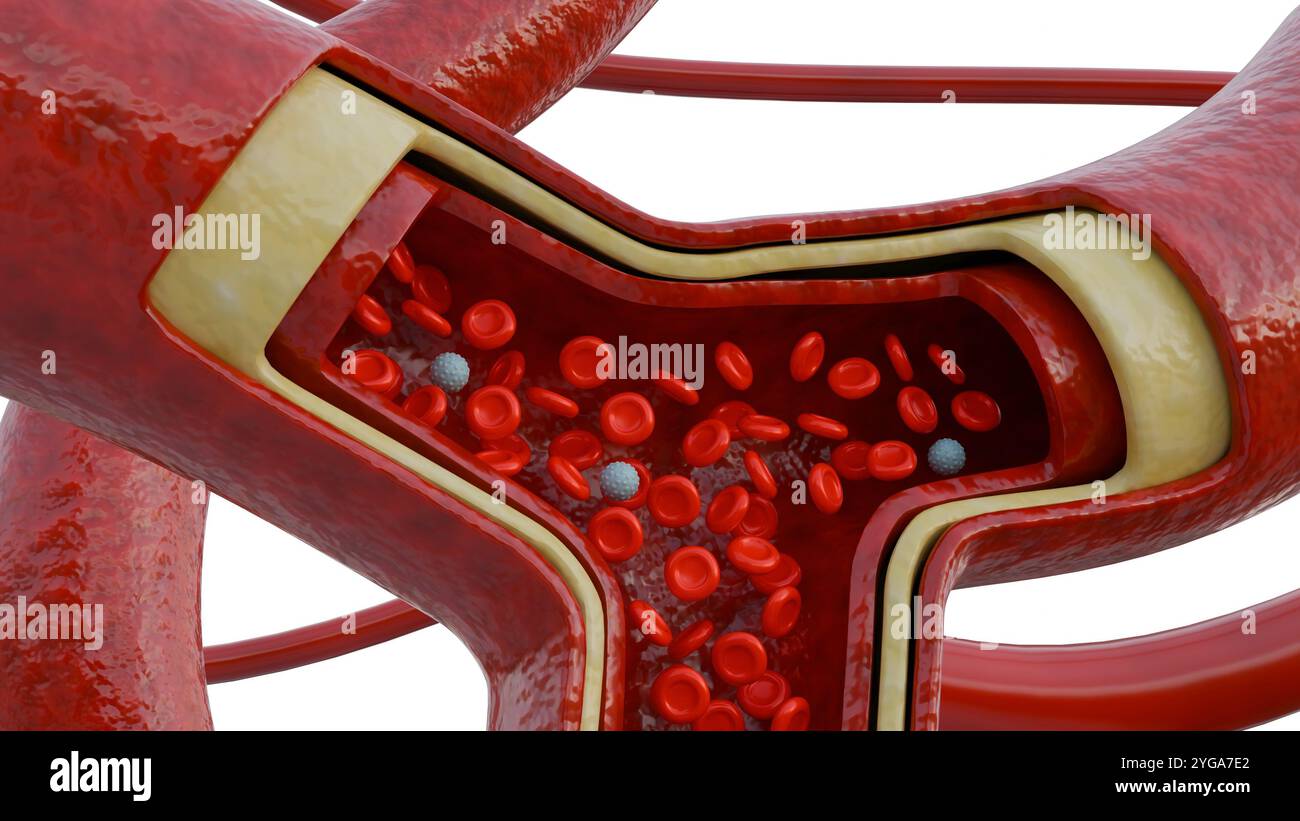Hemoglobin structure cross section hi-res stock photography and images ...