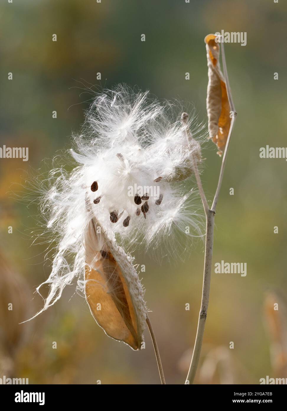 Common milkweed plant in autumn with an open seedpod and fluffy seeds ...