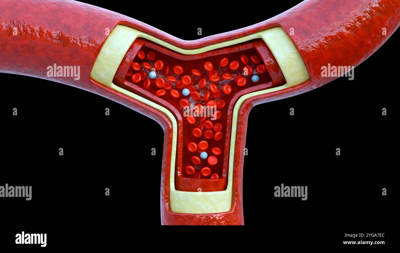 Close up view of Y-shaped junction in blood capillary in healthy red ...