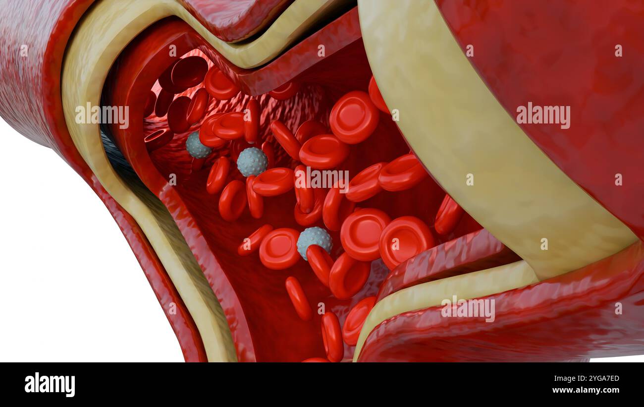 Close up view of Y-shaped junction in blood capillary in healthy red ...