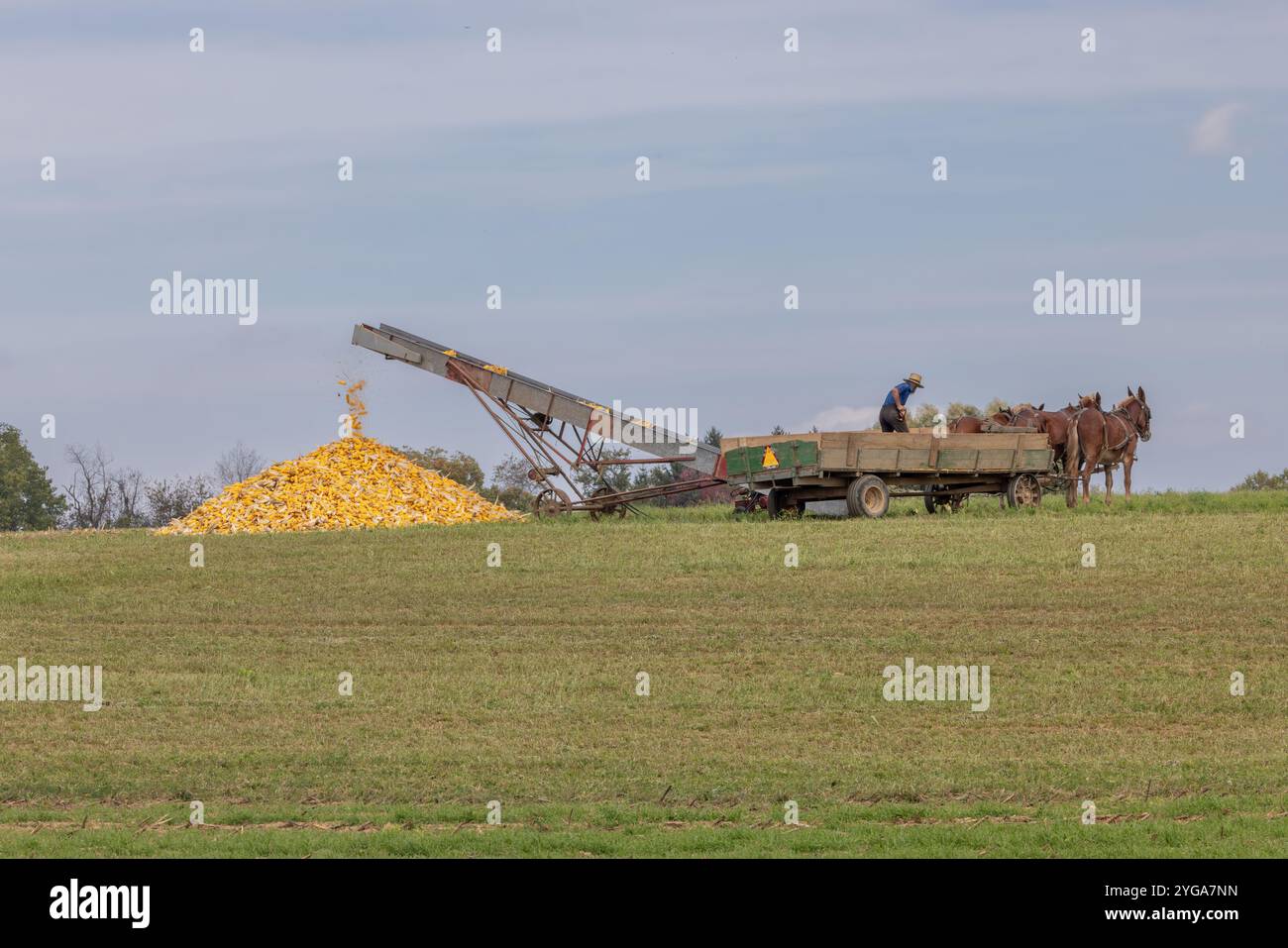 Amish man harvesting with horse-pulled equipment, Lancaster County ...