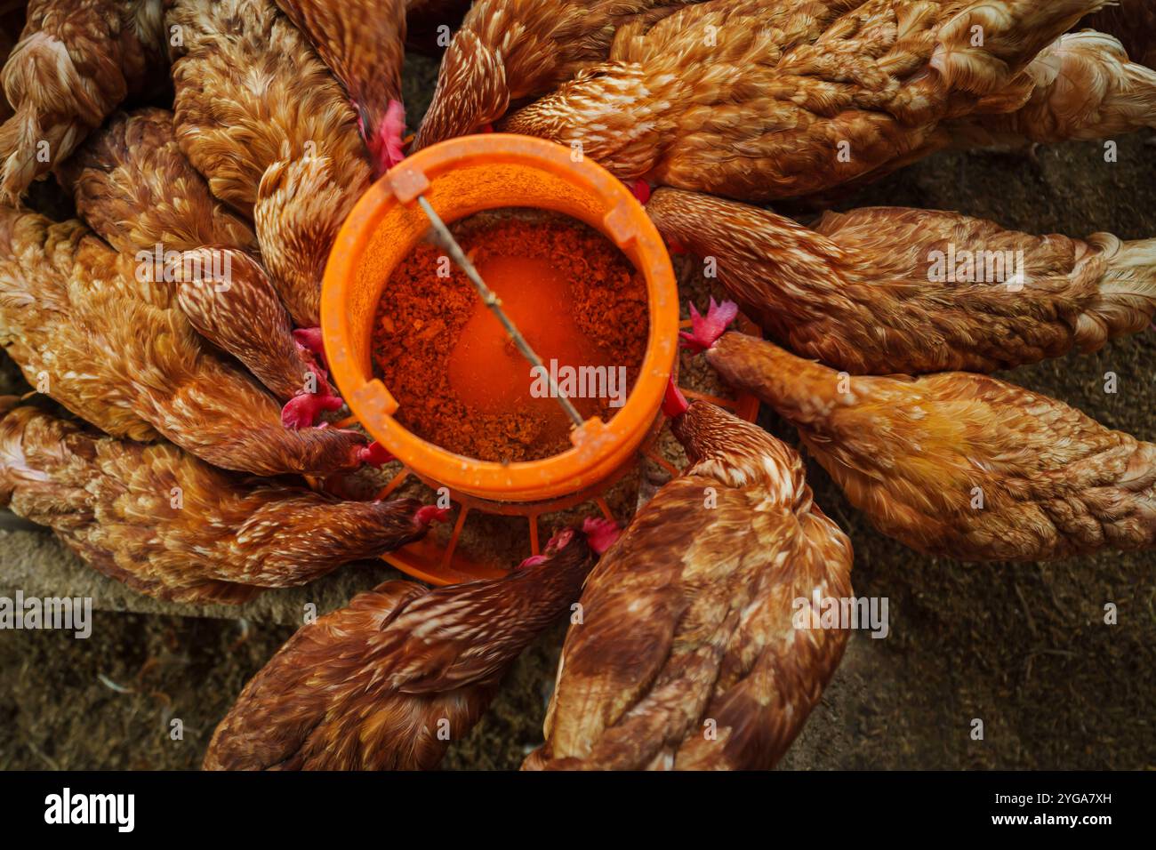 chicken eat feed and grain at the rural farm Stock Photo - Alamy