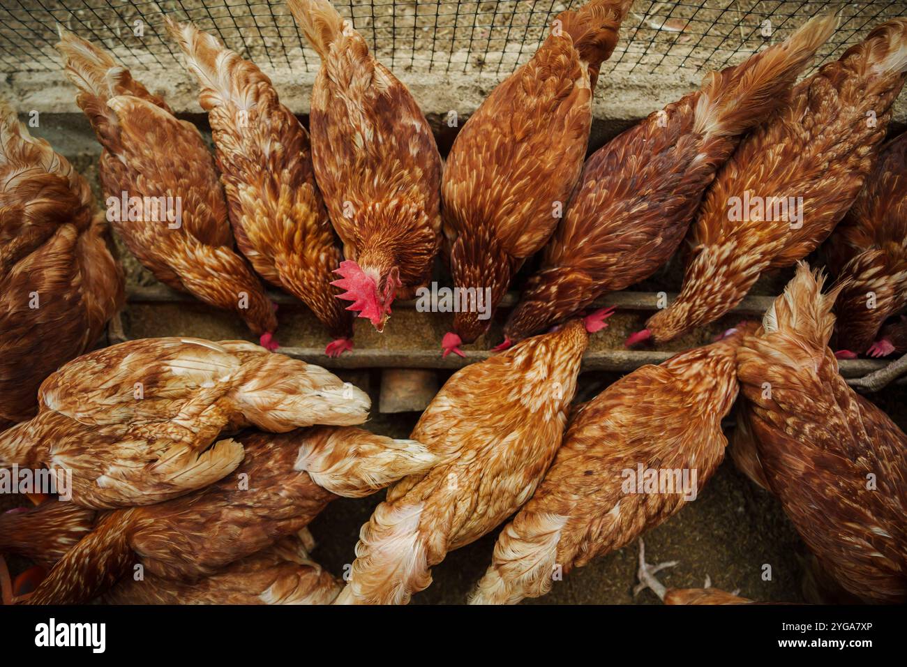 chicken eat feed and grain at the rural farm Stock Photo - Alamy