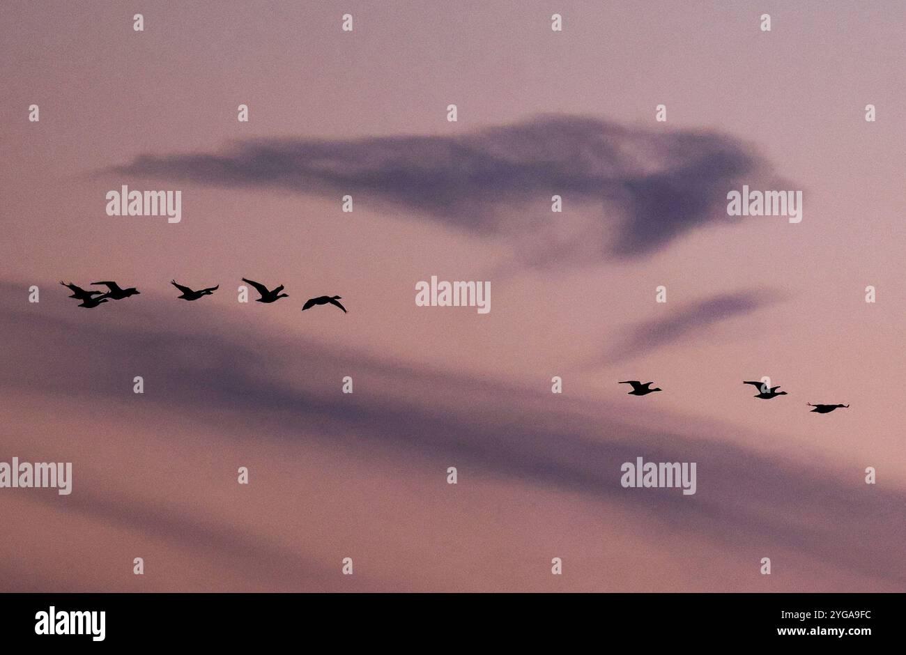 Birds fly across the wetlands. Tianjin,China.4th November 2024. As the ...