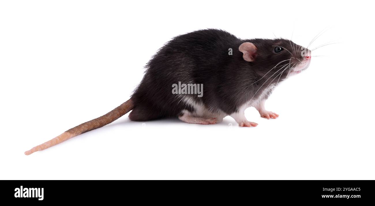 One rat on white background. Cute rodent Stock Photo - Alamy
