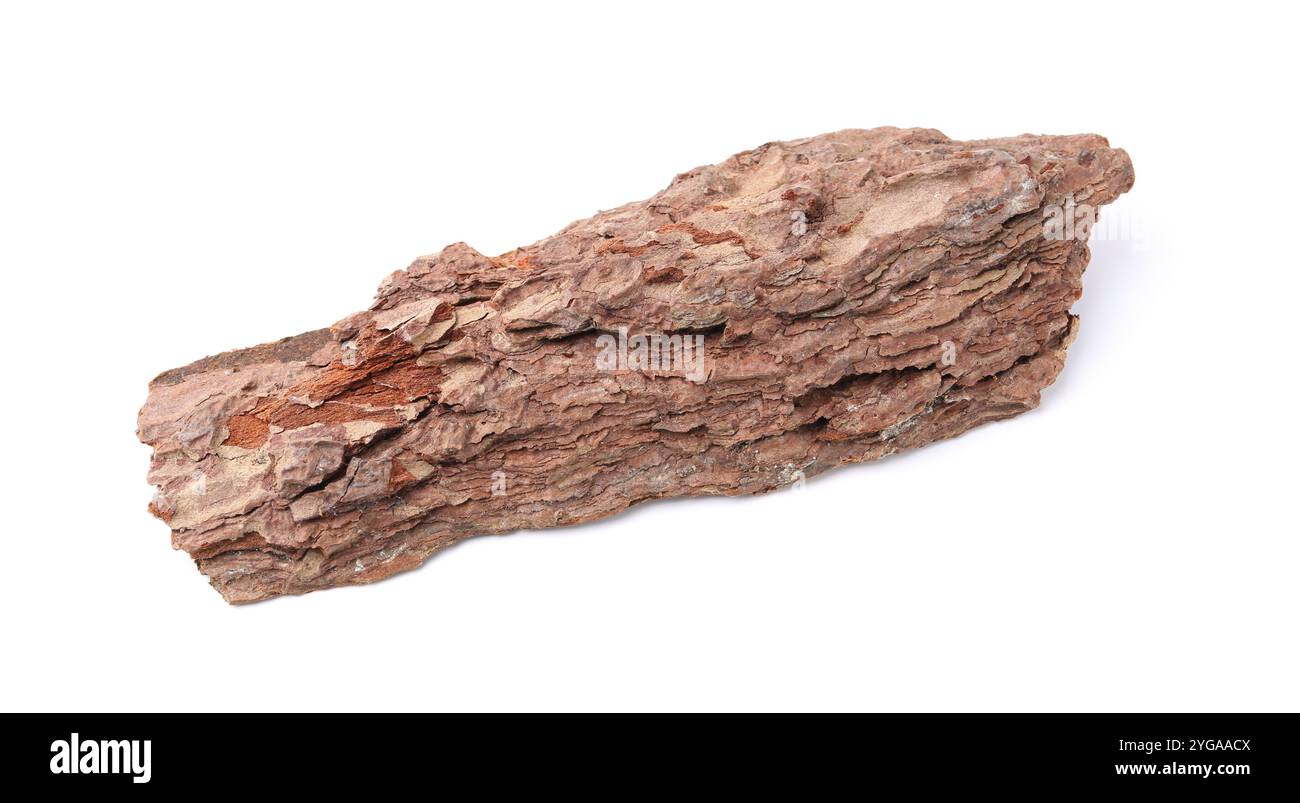 One piece of tree bark on white background, top view Stock Photo - Alamy