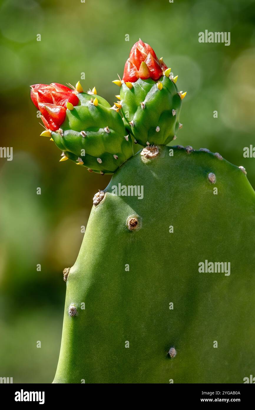 Cochineal nopal cactus opuntia hi-res stock photography and images - Alamy