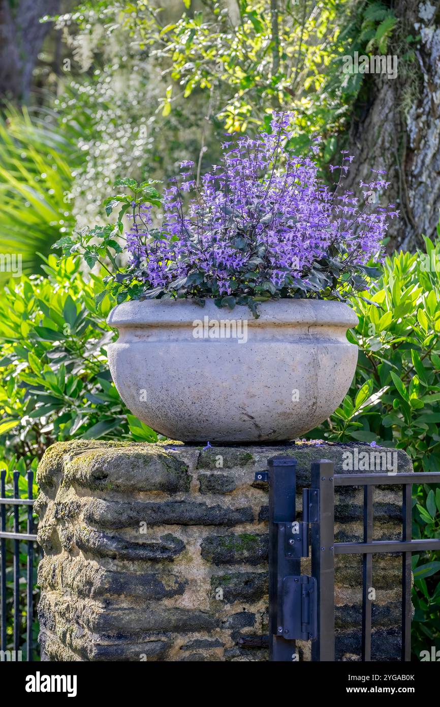 Spurflower hi-res stock photography and images - Alamy
