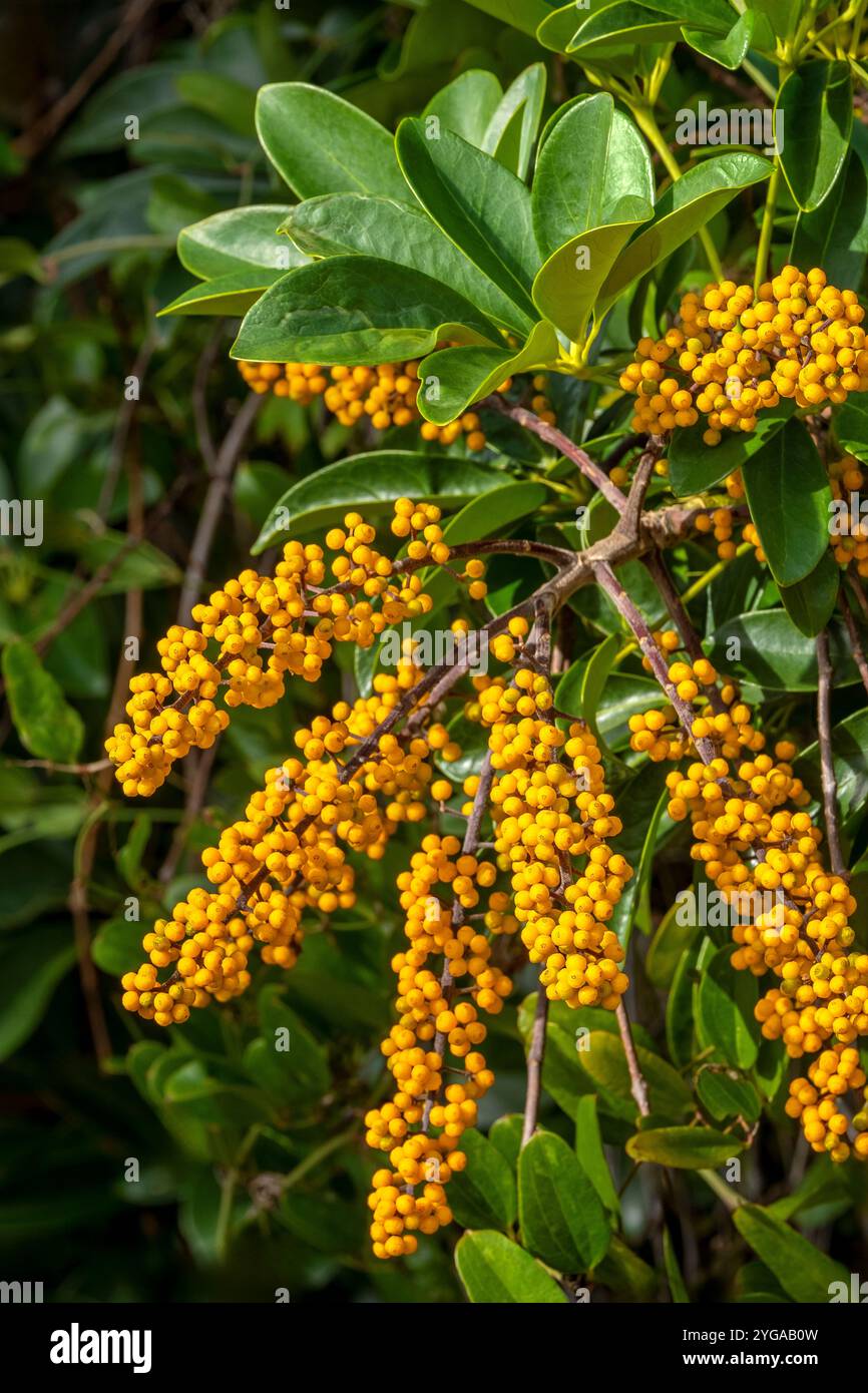 Fruit of a dwarf umbrella tree Stock Photo - Alamy