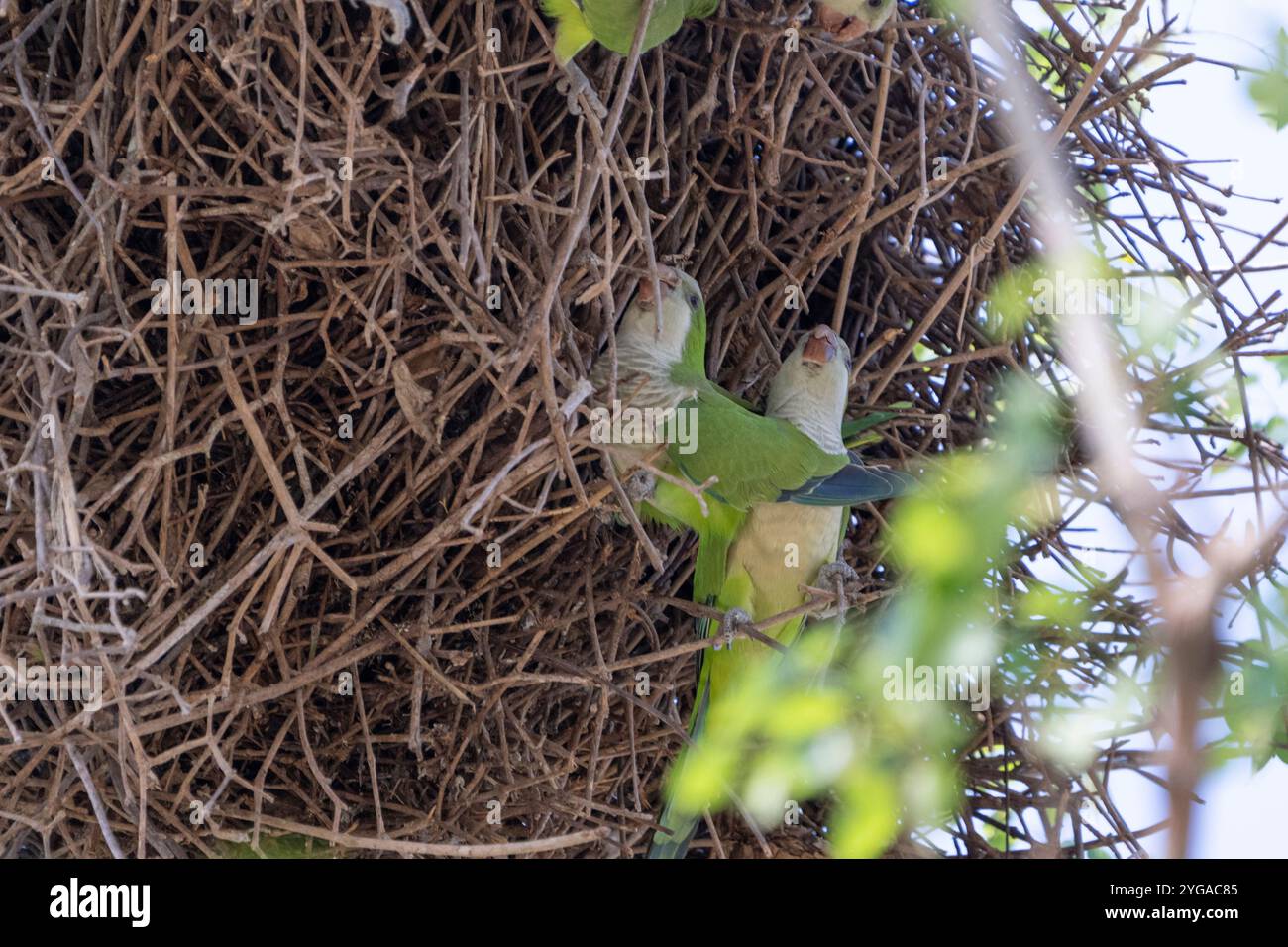 Monk parakeet colony nesting in the Pantanal Brazil Stock Photo - Alamy