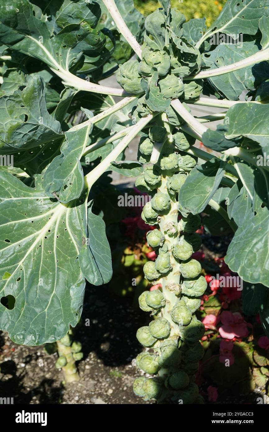 Brussel Sprout plant Stock Photo - Alamy