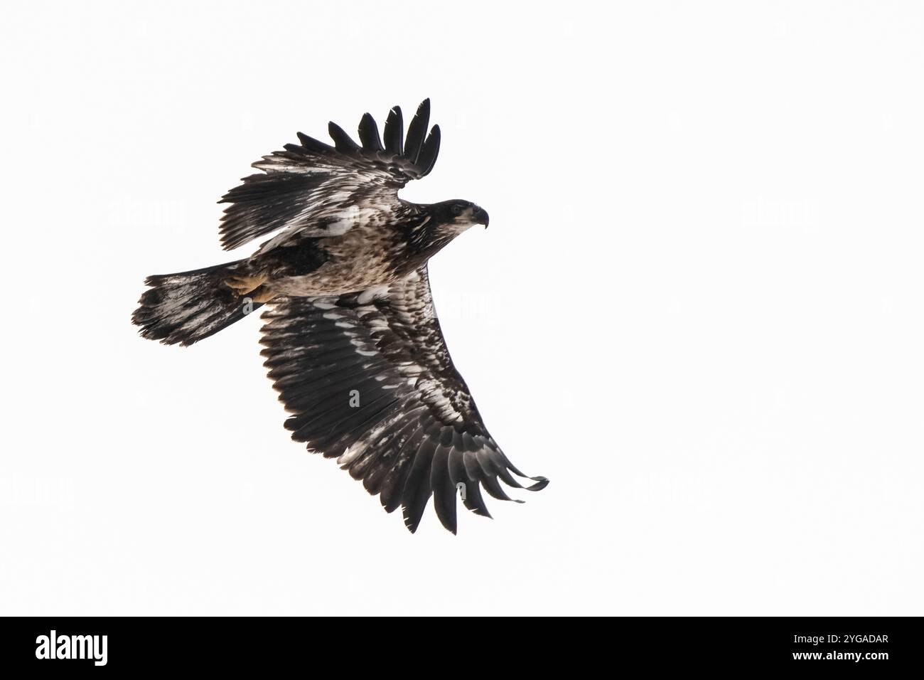 Bald eagle in Nebraska during spring migration Stock Photo - Alamy