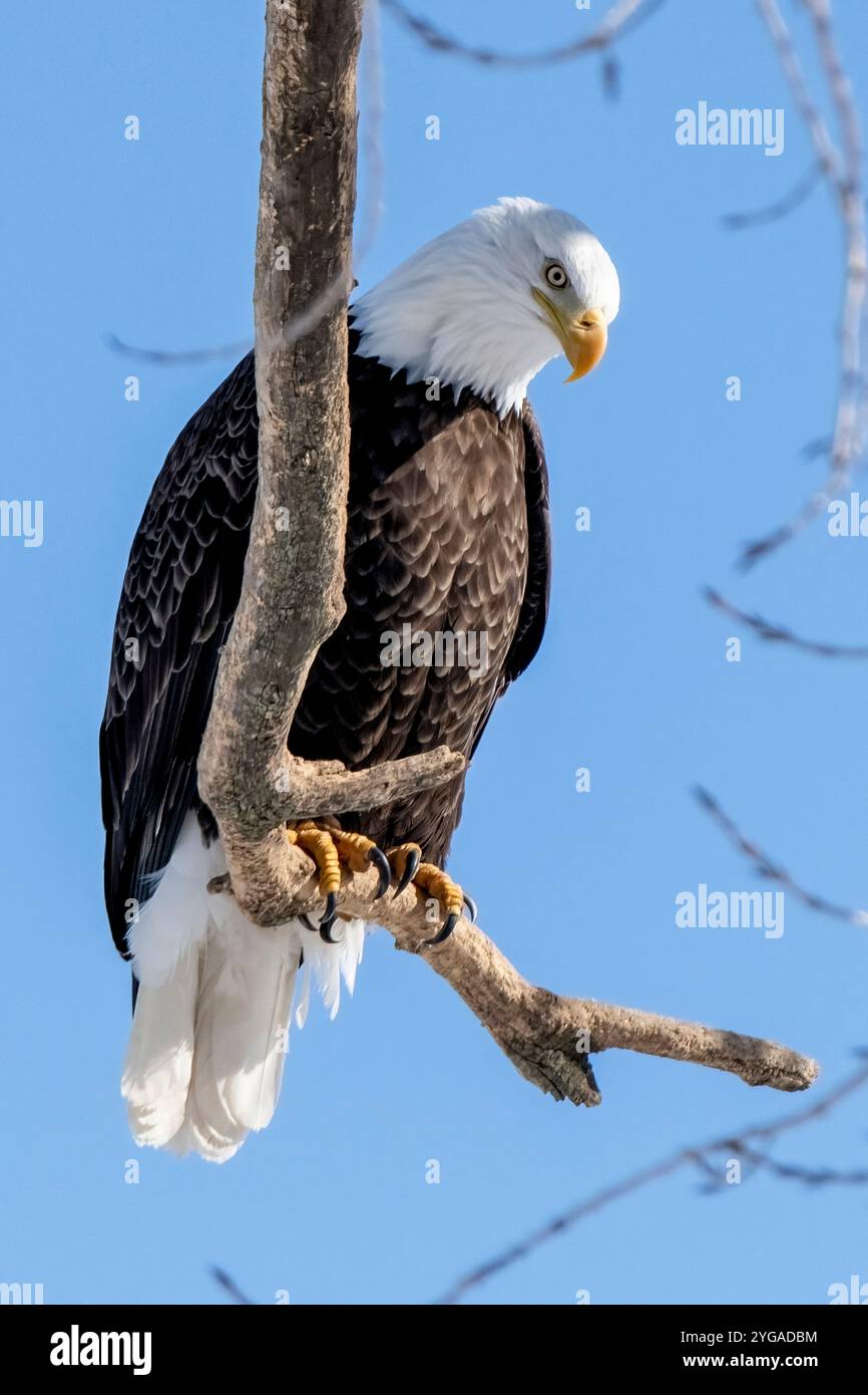 Bald eagle in Nebraska during spring migration Stock Photo - Alamy