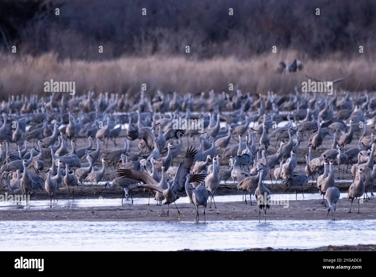 Sandhill cranes flying in Nebraska during spring migration Stock Photo ...