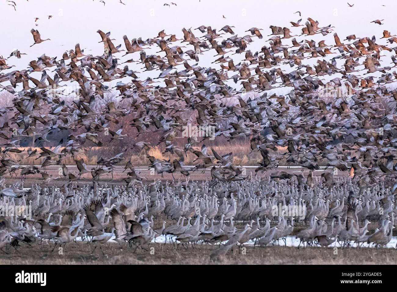 Sandhill cranes flying in Nebraska during spring migration Stock Photo ...