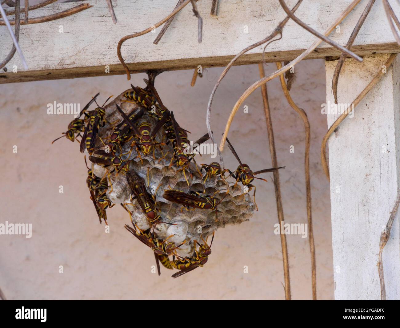Paper wasp nest Stock Photo - Alamy