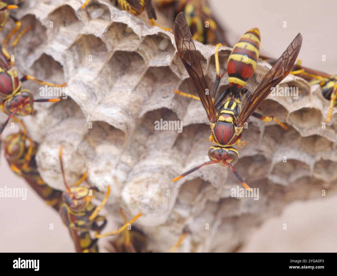 Paper wasp nest Stock Photo - Alamy