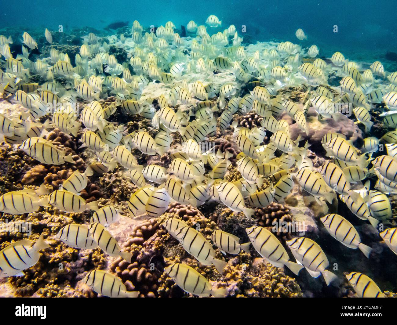 French Polynesia, Rangiroa Atoll. School of convict tang fish Stock ...