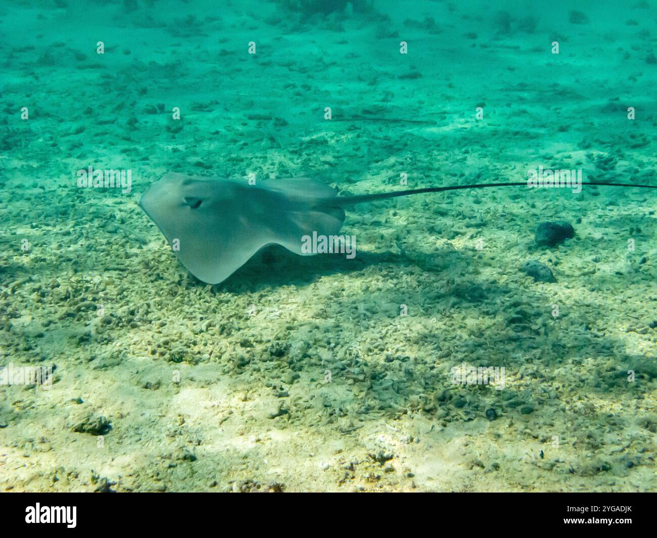 French Polynesia, Tikehau Atoll. Stingray swimming on ocean bottom ...